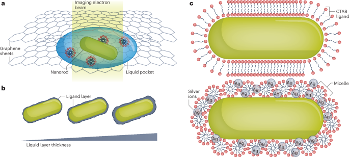Direct nanoscopic imaging of the hydrated nanoparticle–ligand interface ...