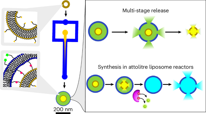 Engineering a nanoscale liposome-in-liposome for in situ biochemical ...