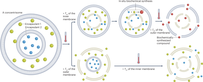 Multi-compartment liposomes forge new paths in drug delivery | Nature ...