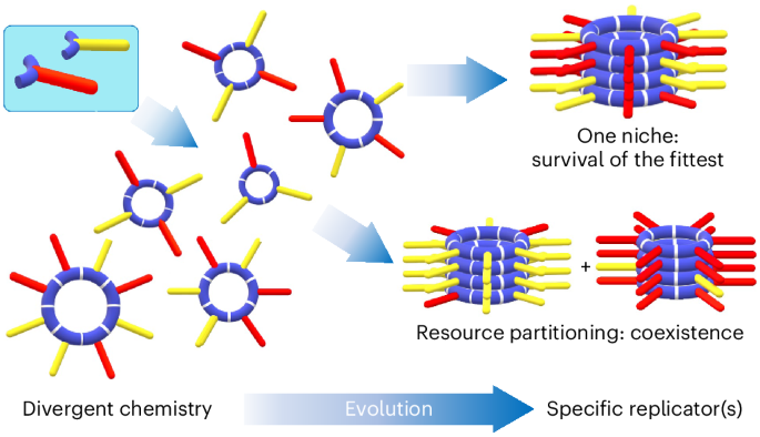 Competitive exclusion among self-replicating molecules curtails the ...