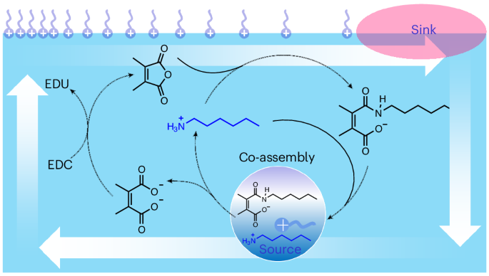 Molecular-scale dissipative chemistry drives the formation of nanoscale ...