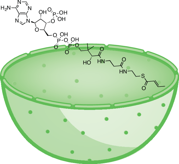 The mystery of crotonyl-CoA | Nature Chemistry
