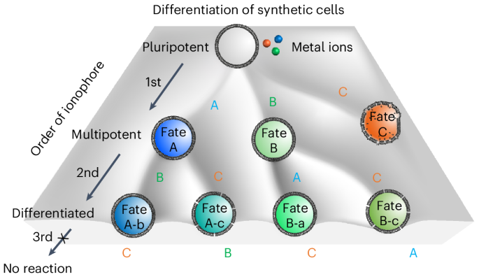 Adaptive metal ion transport and metalloregulation-driven ...