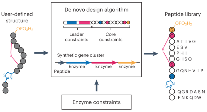 De novo design of ribosomally synthesized and post-translationally modified peptides | Nature ...