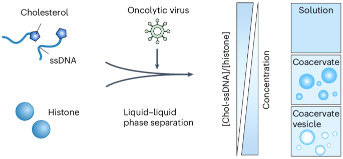 Coacervate vesicles assembled by liquid–liquid phase separation improve ...
