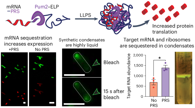 Synthetic biomolecular condensates enhance translation from a target ...
