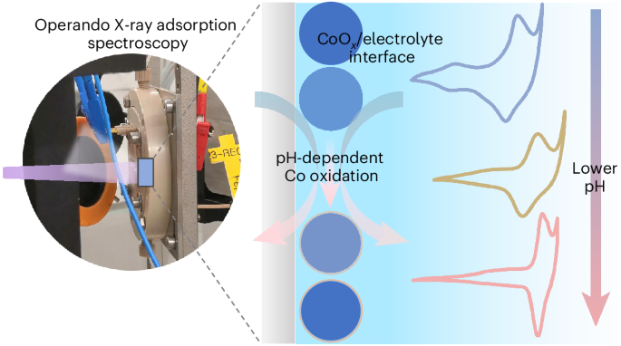 Oxidation of interfacial cobalt controls the pH dependence of the ...