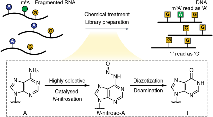 Small-molecule-catalysed deamination enables transcriptome-wide profiling of N6-methyladenosine ...