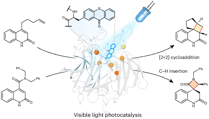 Efficient and selective energy transfer photoenzymes powered by visible ...