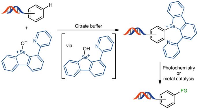 On-DNA C–H functionalization of electron-rich arenes for DNA-encoded libraries | Nature Chemistry