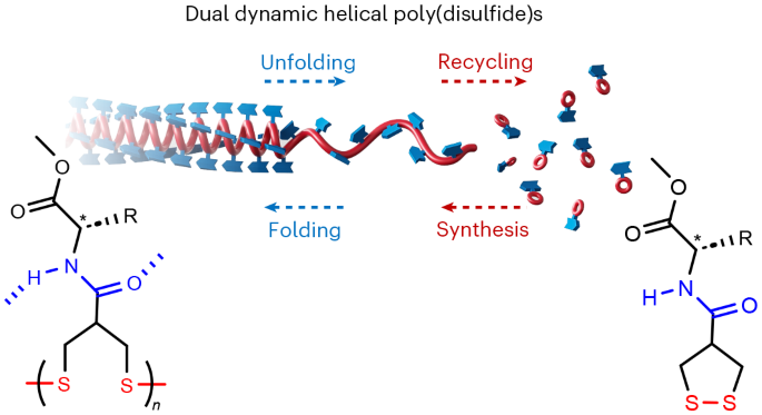Dual dynamic helical poly(disulfide)s with conformational adaptivity ...