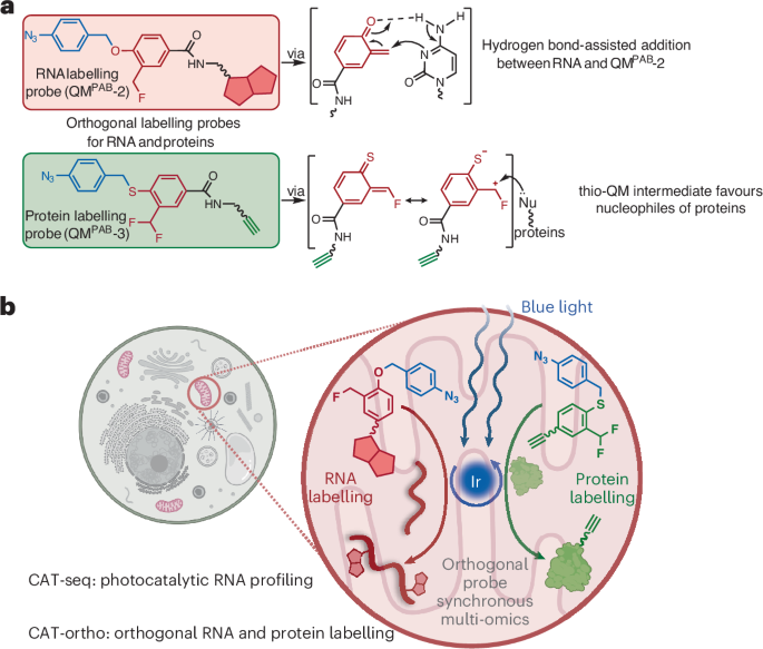 Simultaneous subcellular RNA–protein profiling with photocatalytic ...