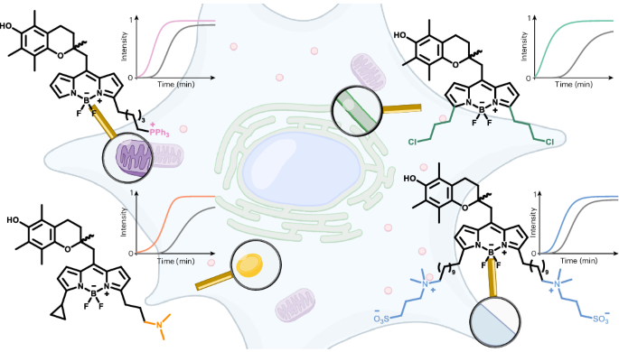 Live-cell imaging with fluorogenic radical-trapping antioxidant probes ...