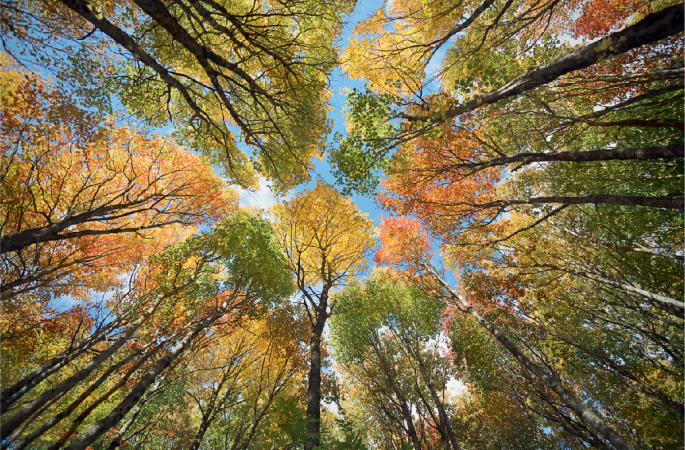 Microclimate regulates when autumn leaves fall | Nature Climate Change