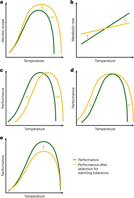 Evolution of warming tolerance alters physiology and life history ...