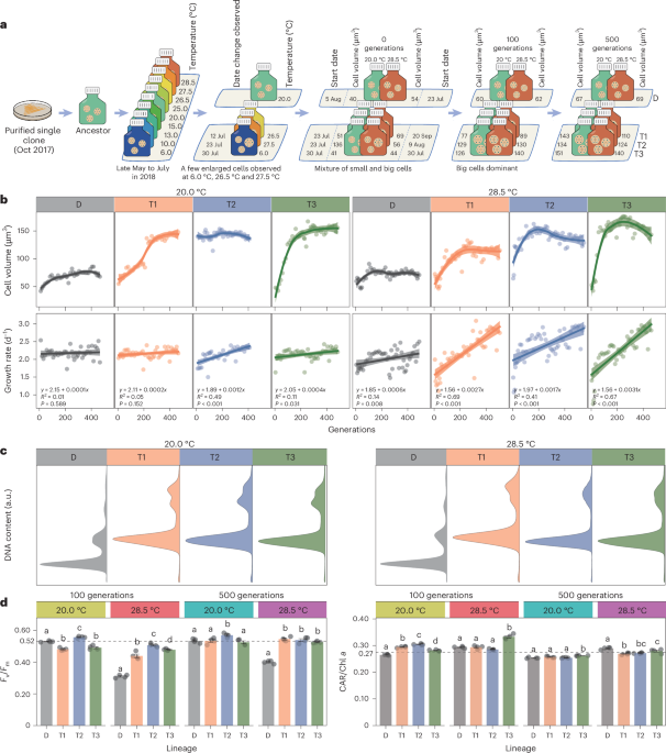 Polyploidization in diatoms accelerates adaptation to warming | Nature ...