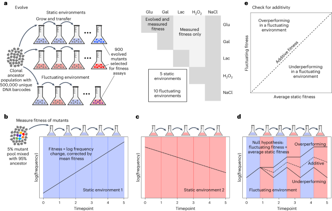 Environmental memory alters the fitness effects of adaptive mutations ...