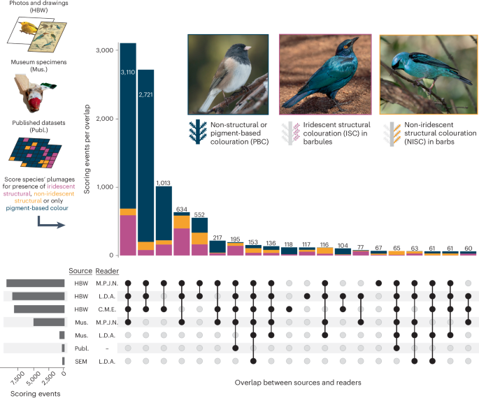 Transitions between colour mechanisms affect speciation dynamics and ...