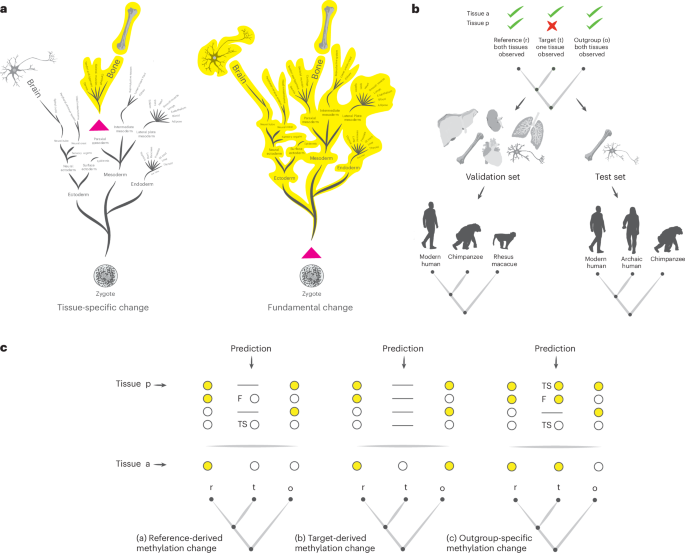 Inferring DNA methylation in non-skeletal tissues of ancient specimens ...