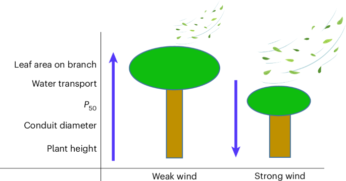 Relationship between wind speed and plant hydraulics at the global ...