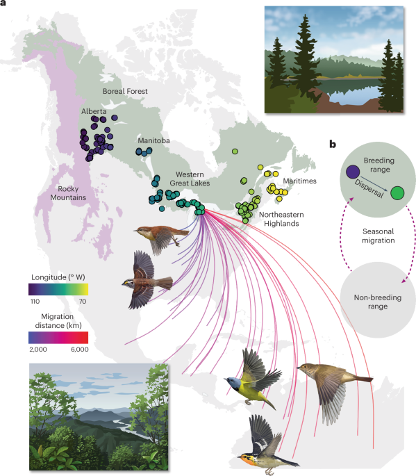 Long-distance seasonal migration to the tropics promotes genetic ...