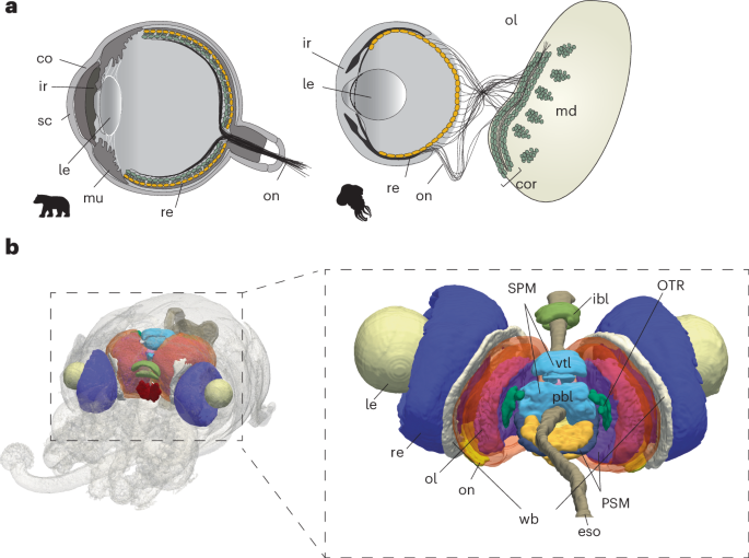 Cellular basis of cephalopod visual abilities | Nature Ecology & Evolution