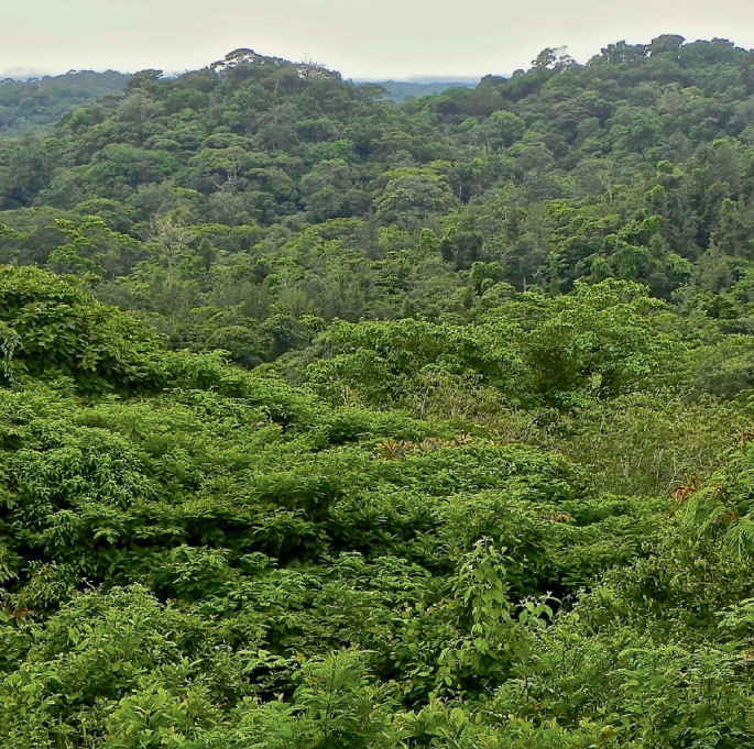 Young regrowth forests are worth saving | Nature Ecology & Evolution