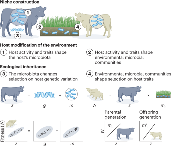 Applying evolutionary theory to understand host–microbiome evolution | Nature Ecology & Evolution