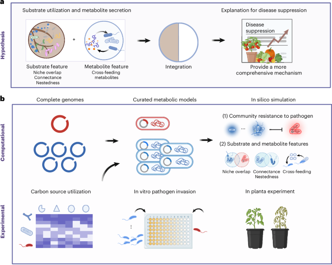 Substrate utilization and cross-feeding synergistically determine ...
