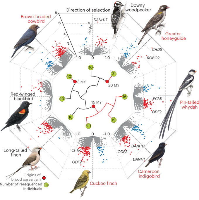 Repeated adaptation in sperm-related and neuronal genes in brood ...