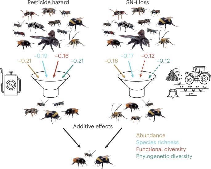Pesticides and habitat loss additively reduce wild bees in crop fields ...