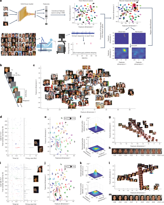 Feature-based encoding of face identity by single neurons in the human ...