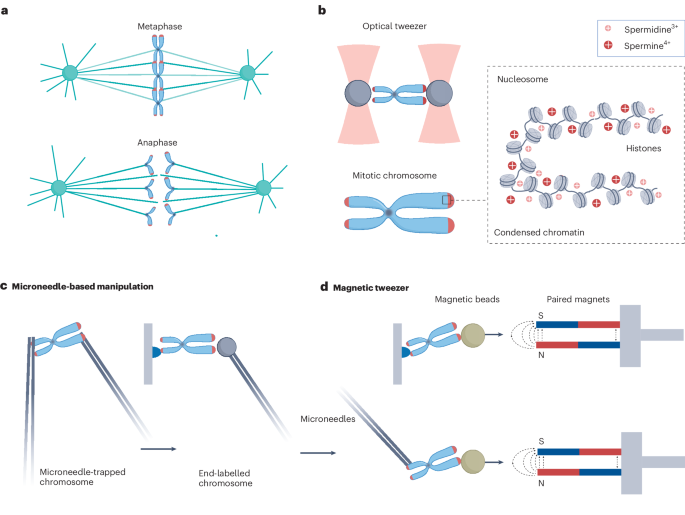 Ions shaping the mechanics of chromosomes in mitosis | Nature Materials