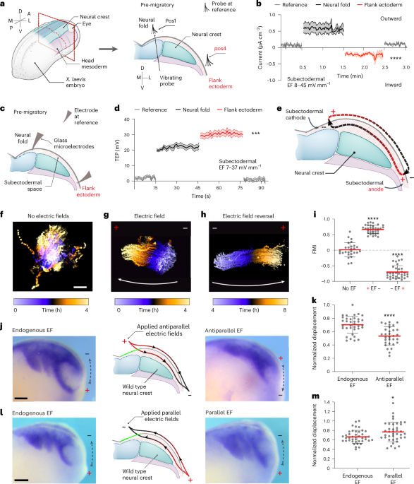 Stretch-induced endogenous electric fields drive directed collective ...