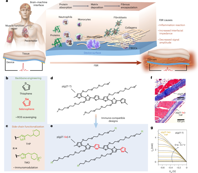Immune-compatible designs of semiconducting polymers for bioelectronics ...