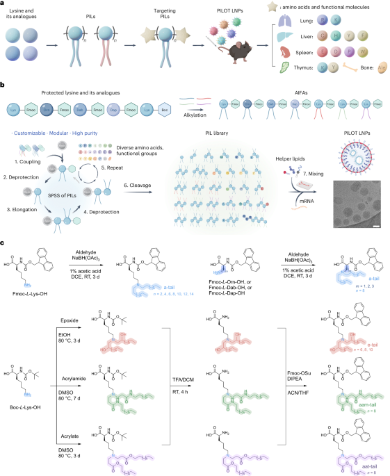 Tissue-specific mRNA delivery and prime editing with peptide–ionizable lipid nanoparticles ...