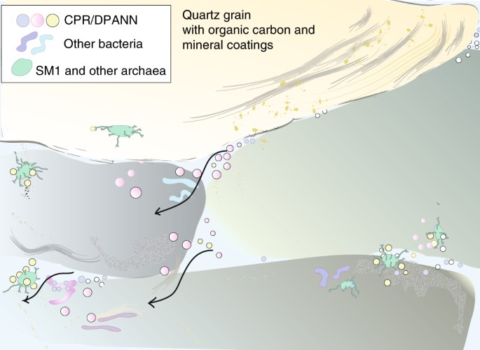 Differential depth distribution of microbial function and putative ...