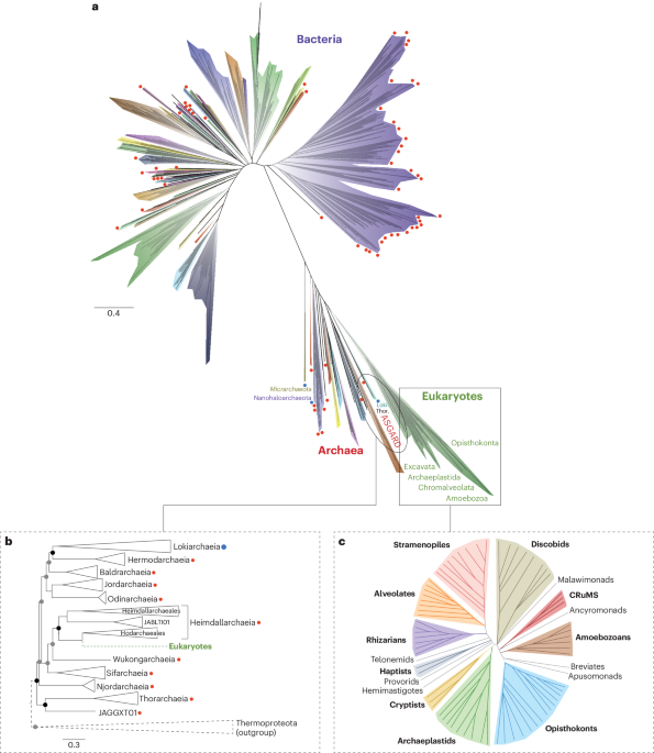 The ever-changing tree of life | Nature Microbiology