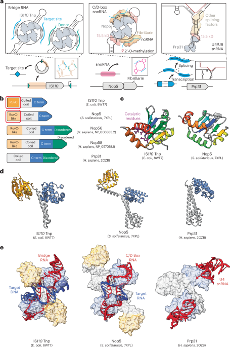 Evolutionary origins of archaeal and eukaryotic RNA-guided RNA ...