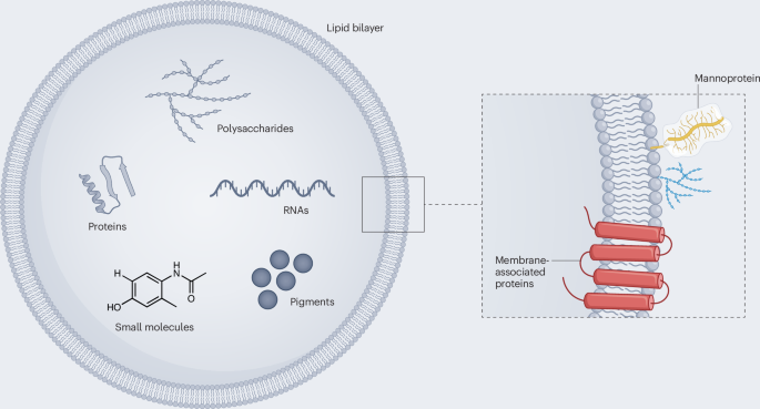 Characterizing extracellular vesicles of human fungal pathogens ...