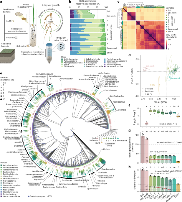 Seed-borne bacteria drive wheat rhizosphere microbiome assembly via ...