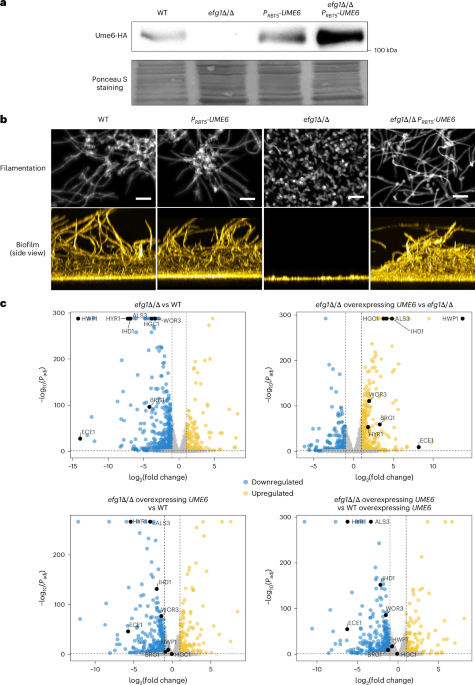 Ume6 protein complexes connect morphogenesis, adherence and hypoxic ...