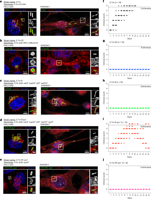 Single-cell analysis of genetically minimized Salmonella reveals ...