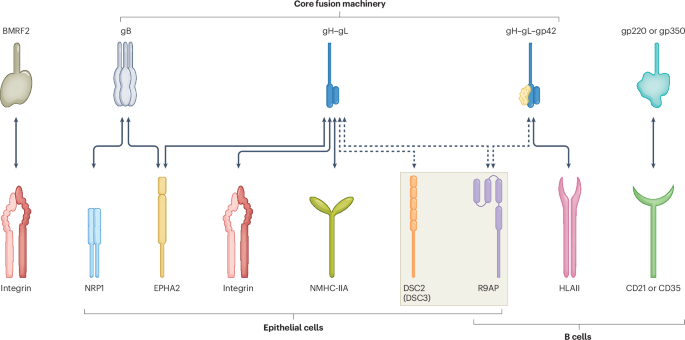 Identified receptors shed light on Epstein–Barr virus infection ...