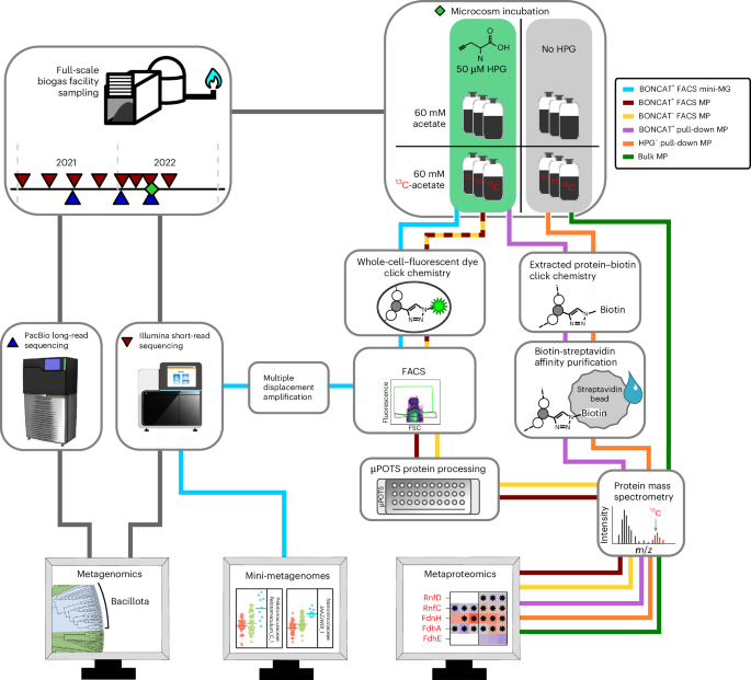 Activity-targeted metaproteomics uncovers rare syntrophic bacteria ...