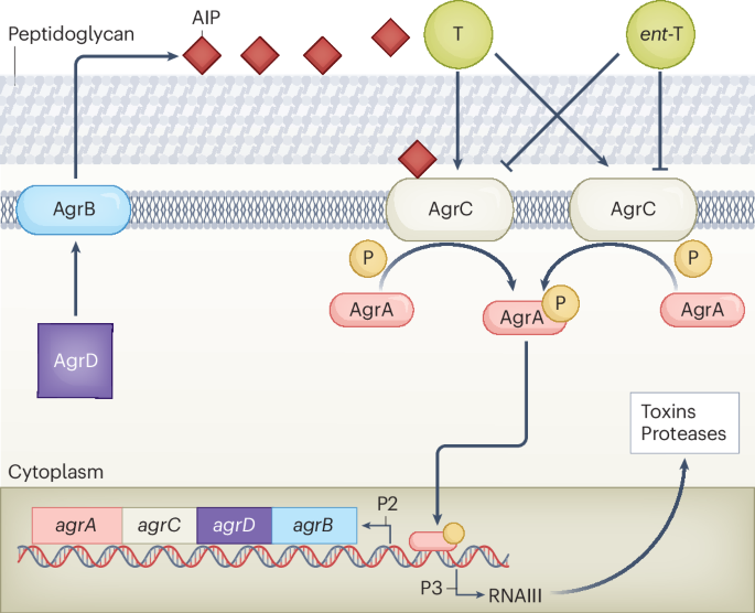 Skin androgens affect virulence of Staphylococcus aureus | Nature ...