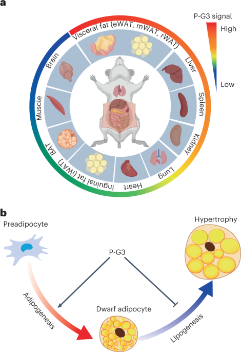 Targeting and reducing abdominal fat using polycations | Nature ...