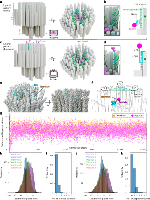 A DNA robotic switch with regulated autonomous display of cytotoxic ...