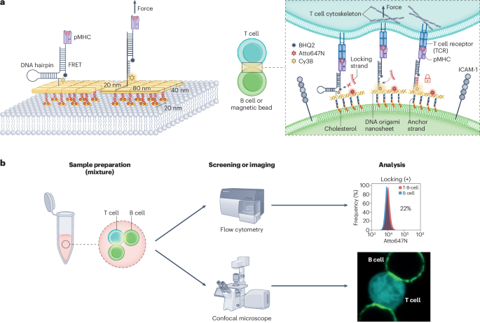 DNA origami force probes illuminate T cell receptor forces at the ...