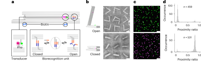 Engineering modular and tunable single-molecule sensors by decoupling ...